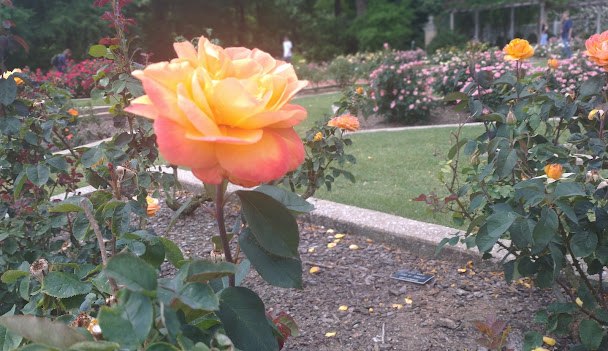 DSD Events – Deep South District of the American Rose Society